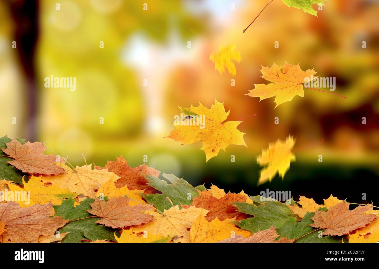 Autumn leaves falling in pile Stock Photo - Alamy