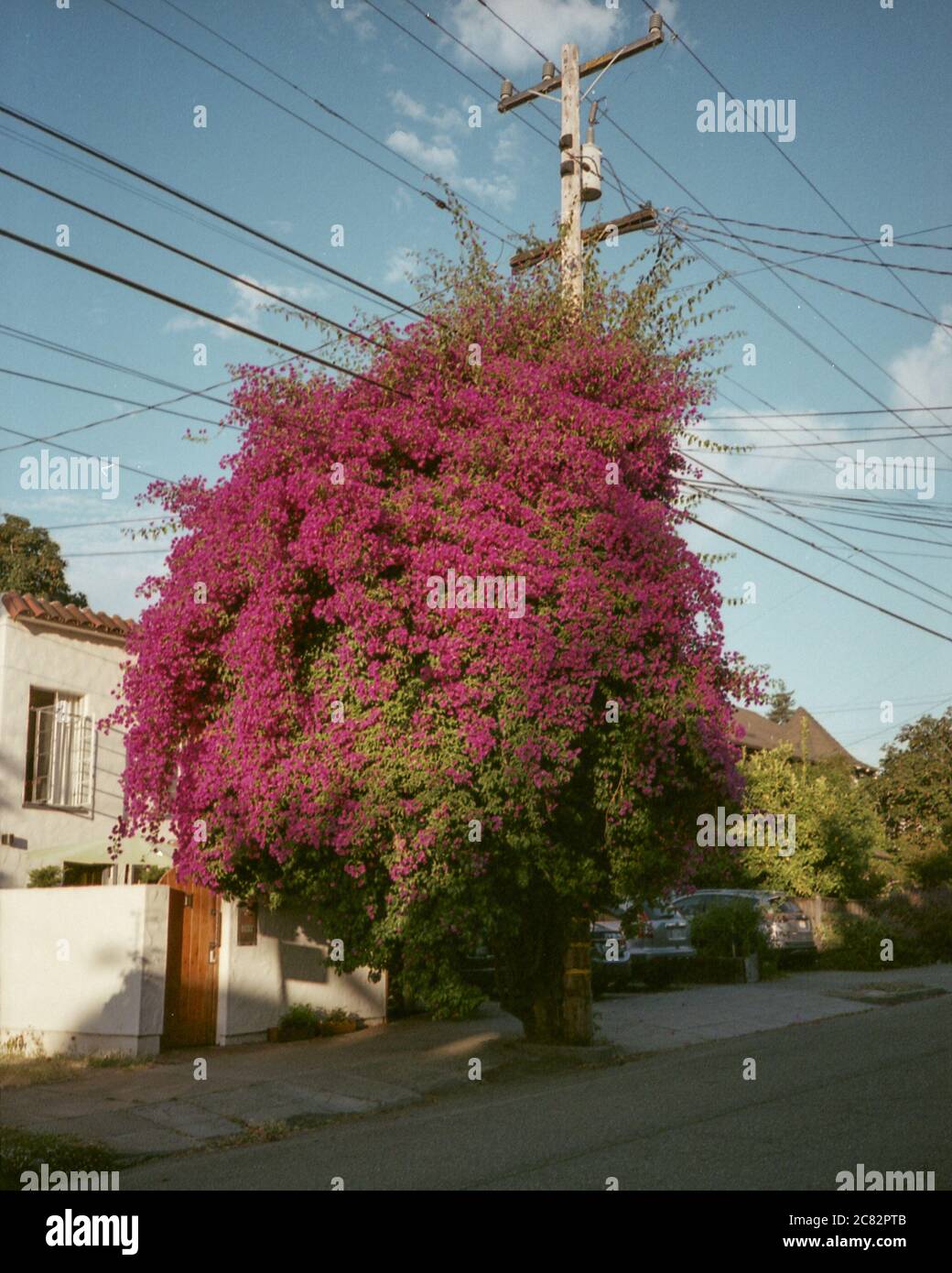 Bougainvillea bush along telephone wires in Berkley, California Stock ...
