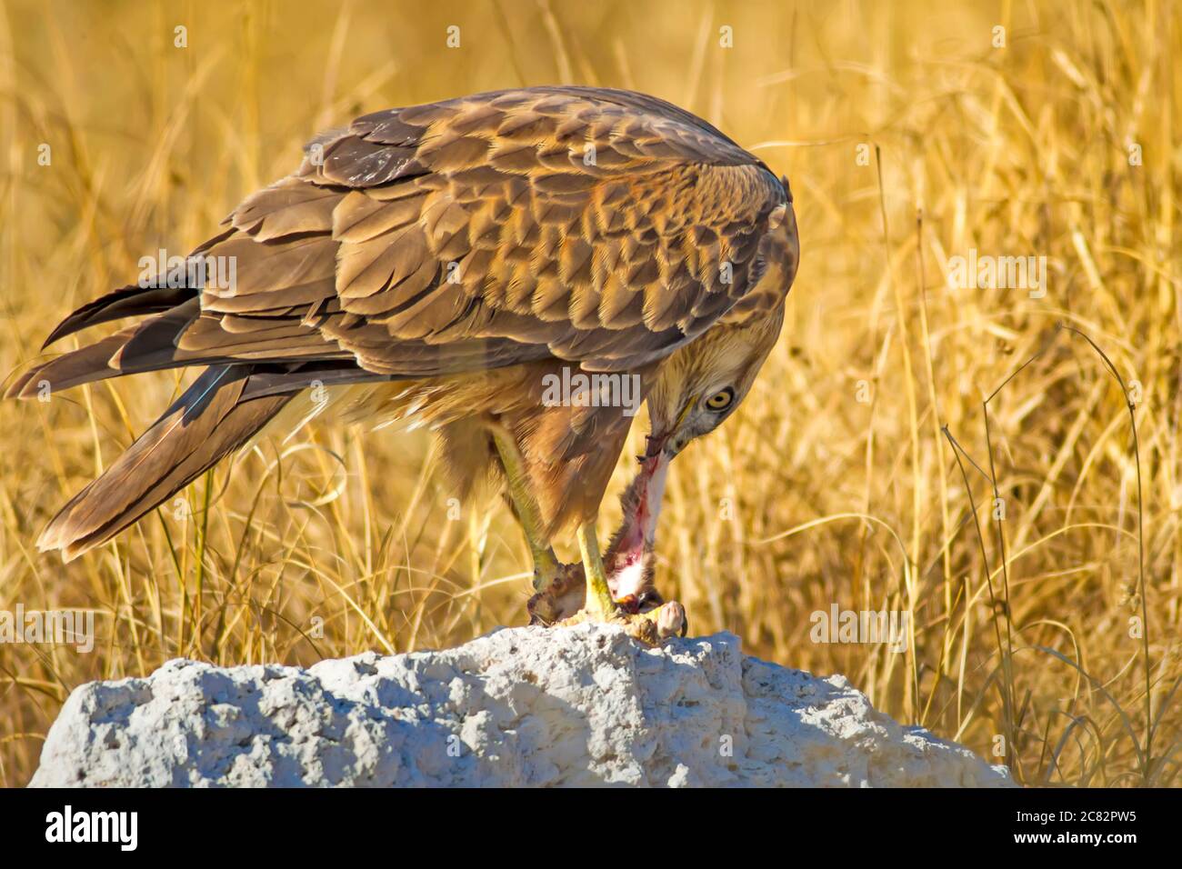 Bird of prey. Buzzard and its hunt Least Weasel. Yellow nature habitat ...