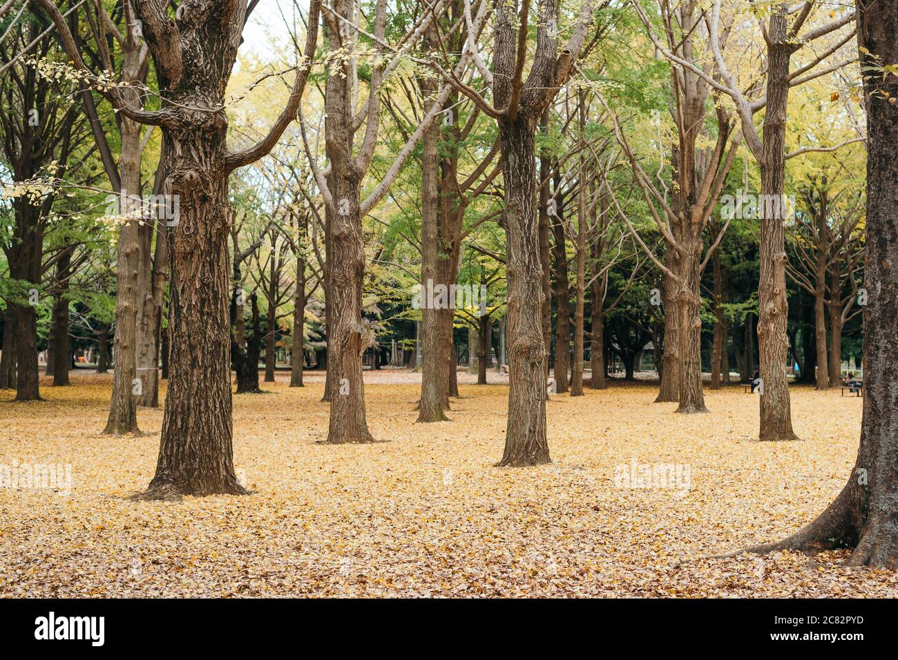Yoyogi park autumn hi-res stock photography and images - Alamy