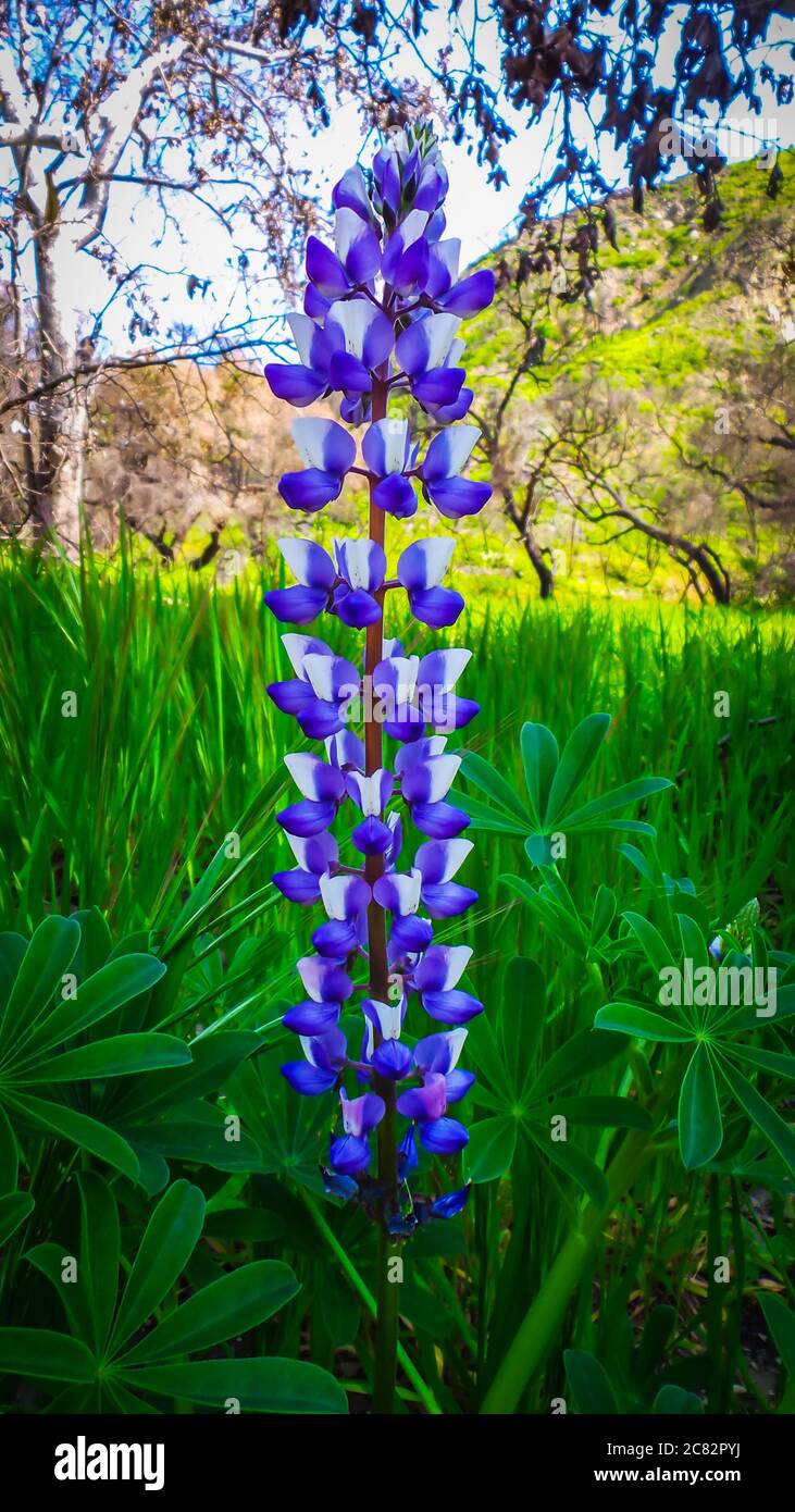 Close up of single Lupin flower in Malibu Creek State Park in the Santa ...