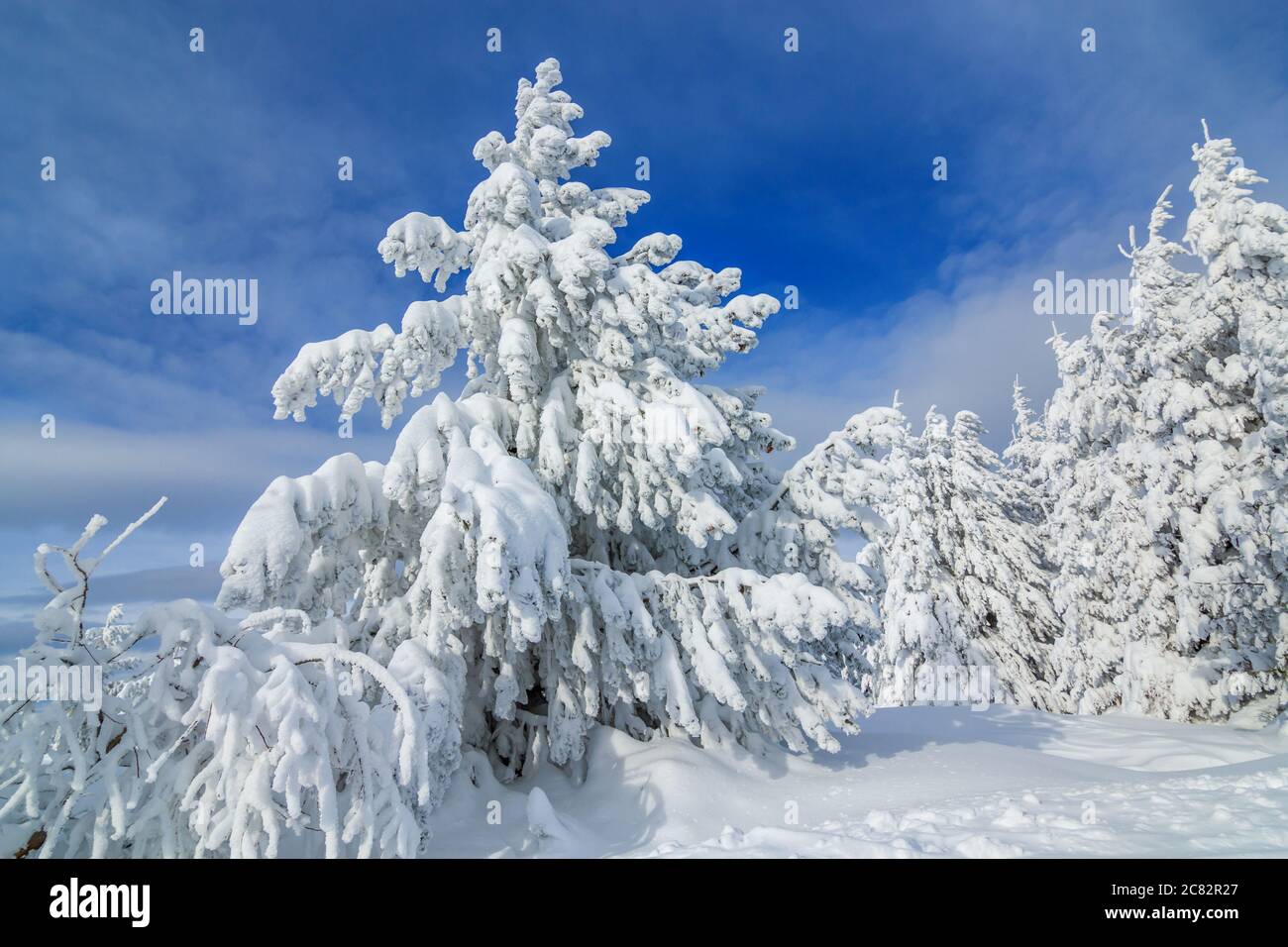 Fir trees covered with snow in forest in february Stock Photo - Alamy