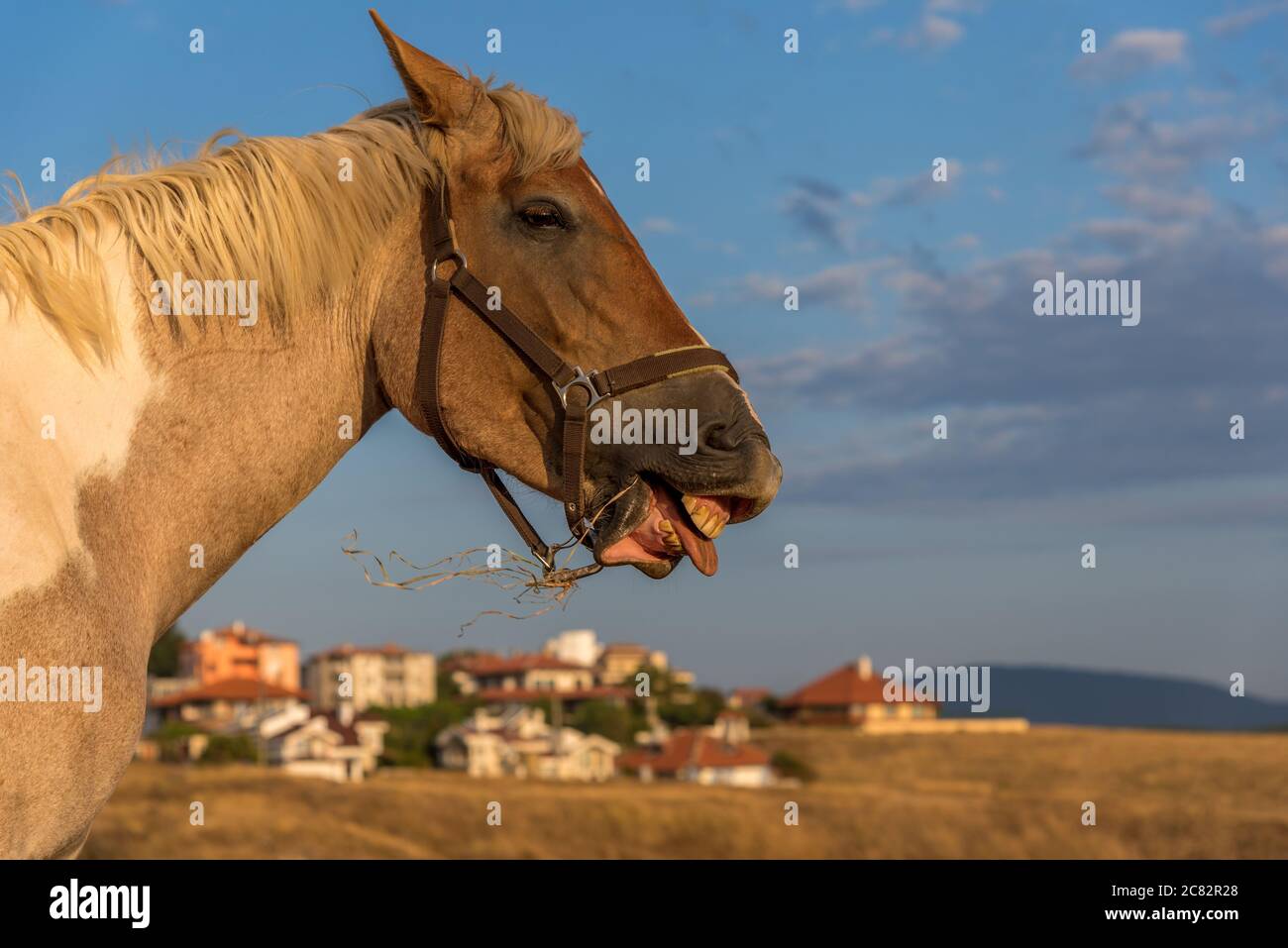 Funny portrait of a laughing horse Stock Photo - Alamy