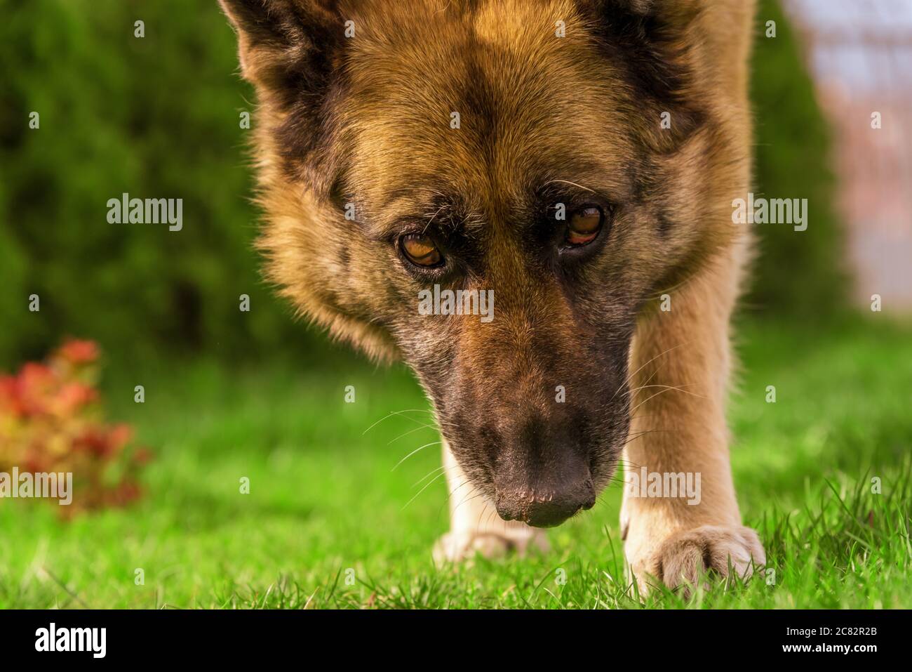 german shepherd dog portrait outdoors in summer Stock Photo - Alamy