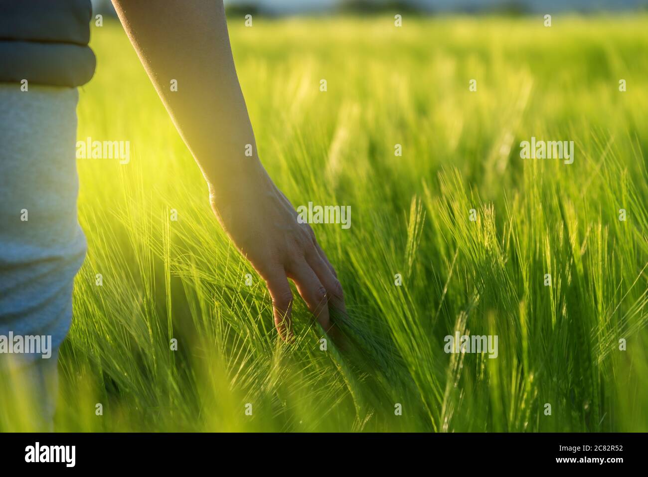 Hand in field barley hi-res stock photography and images - Alamy