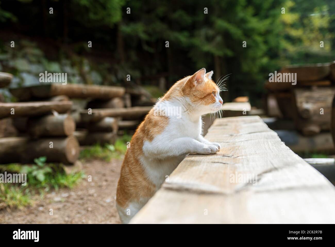 Cat hunting pose hi-res stock photography and images - Alamy