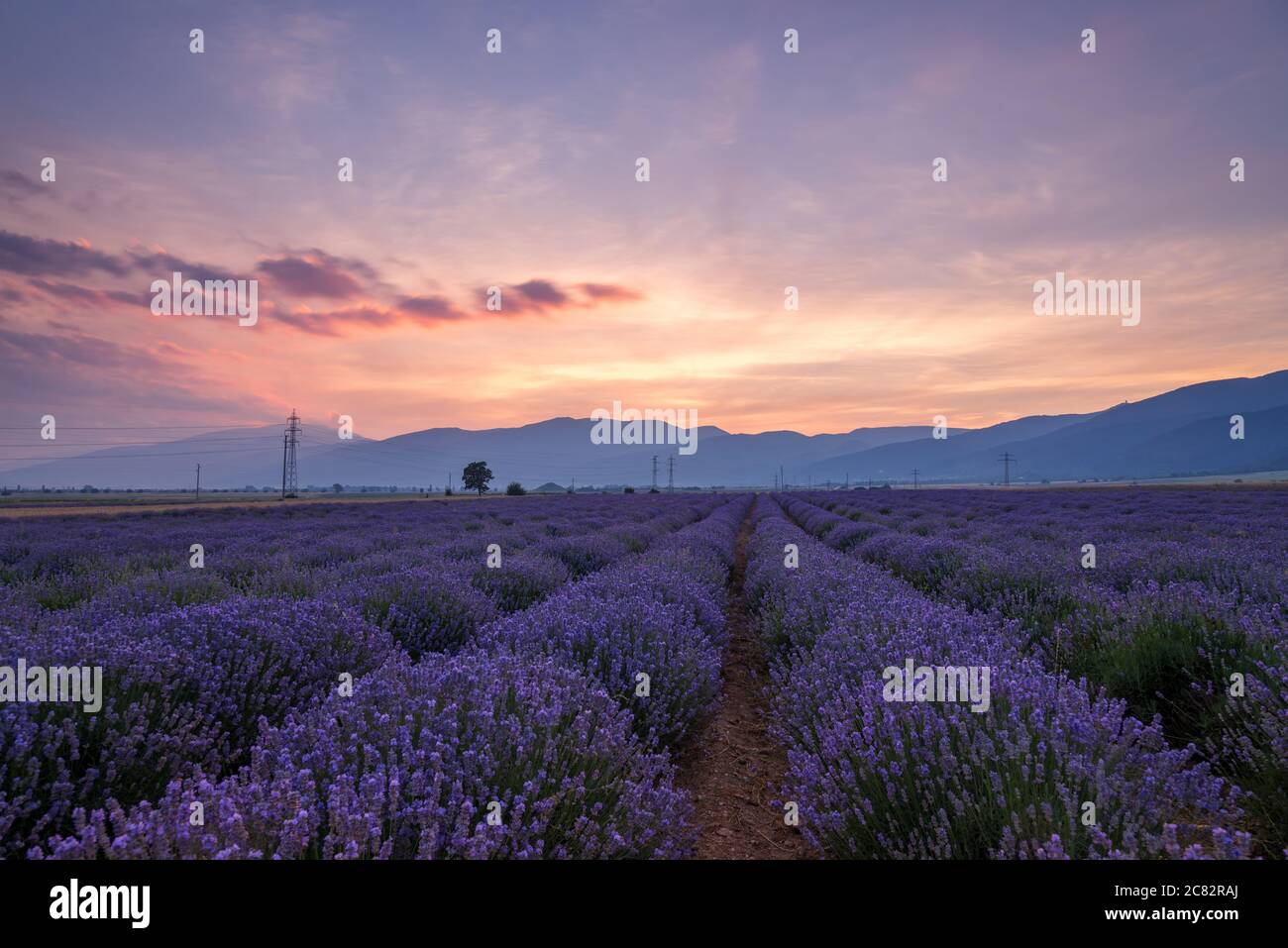Lavender fields. Beautiful image of lavender field. Summer sunset ...