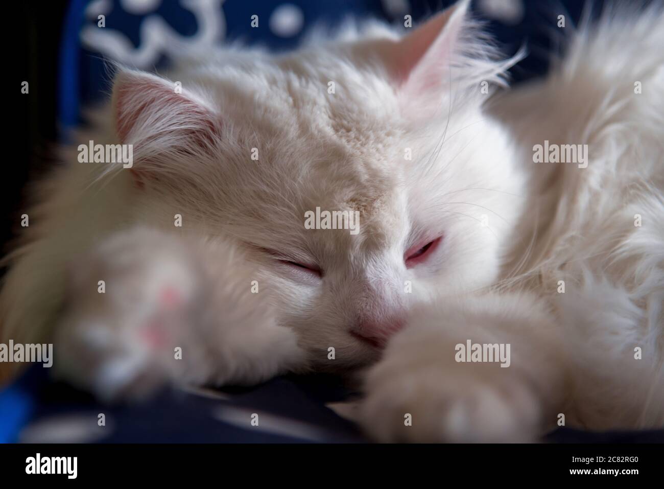 portrait of a beautiful white cat how sleep Stock Photo - Alamy