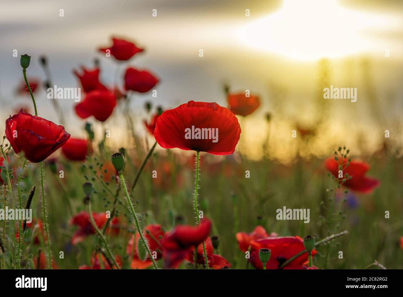 Beautiful poppy field during sunrise hi-res stock photography and ...