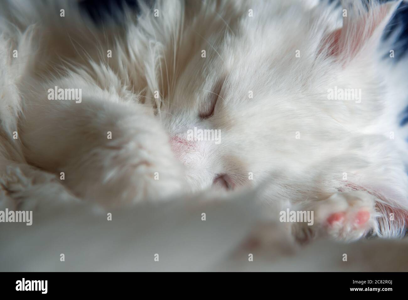 portrait of a beautiful white cat how sleep Stock Photo - Alamy