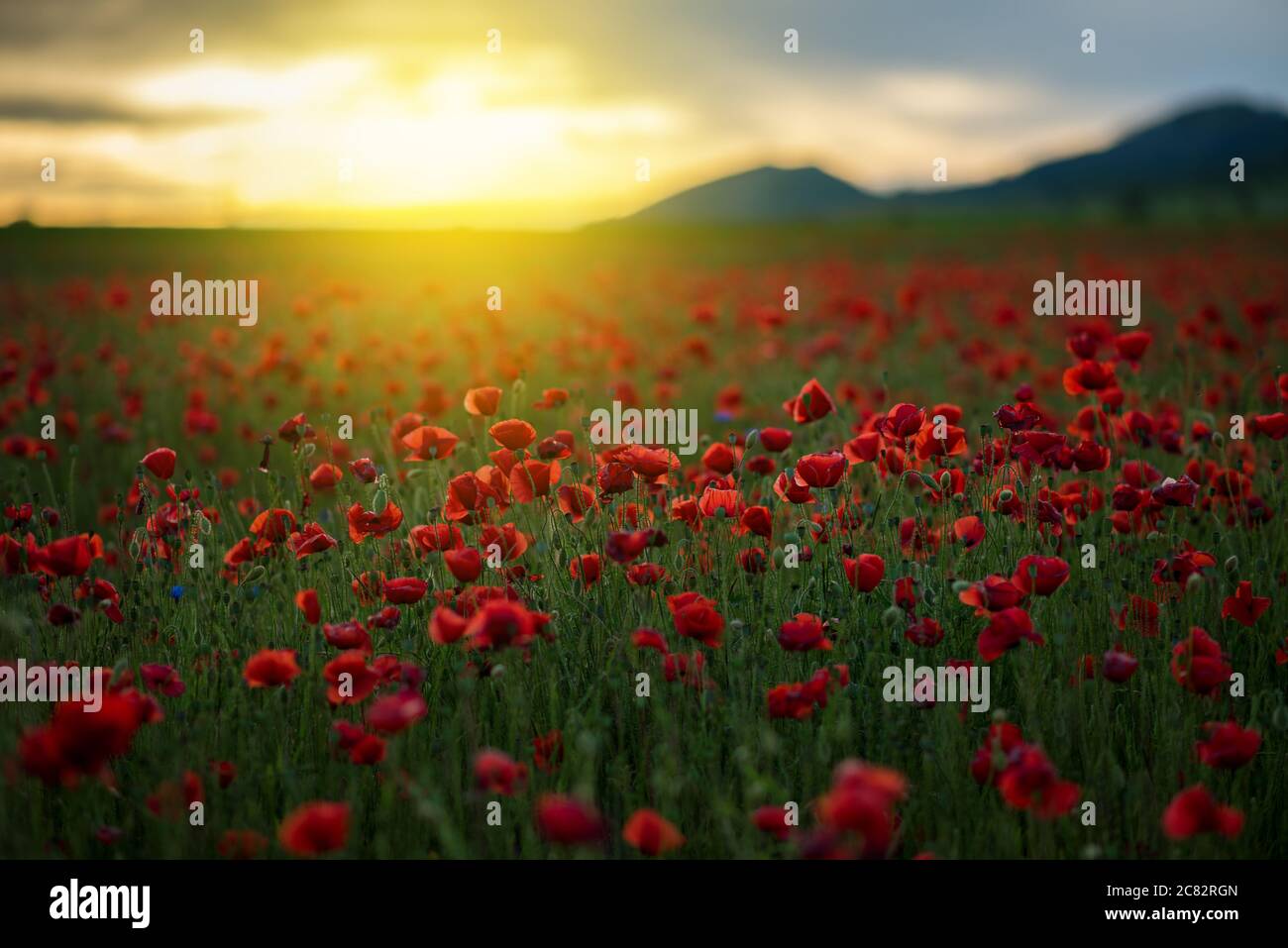 Beautiful poppy field during sunrise hi-res stock photography and ...