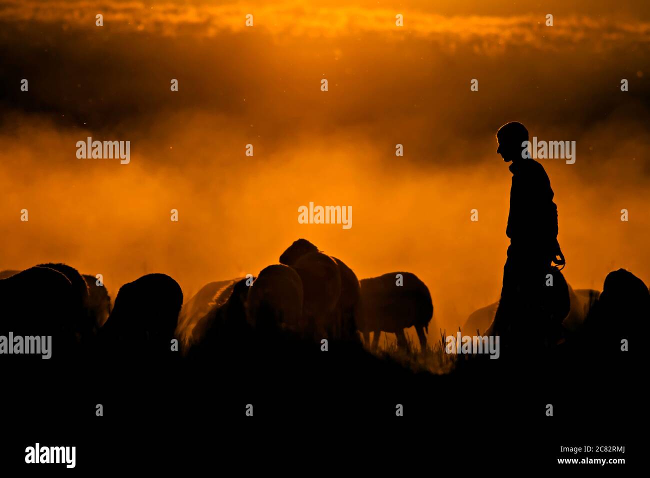 Sunset nature and shepherd. Sunset nature background. Sheeps and ...