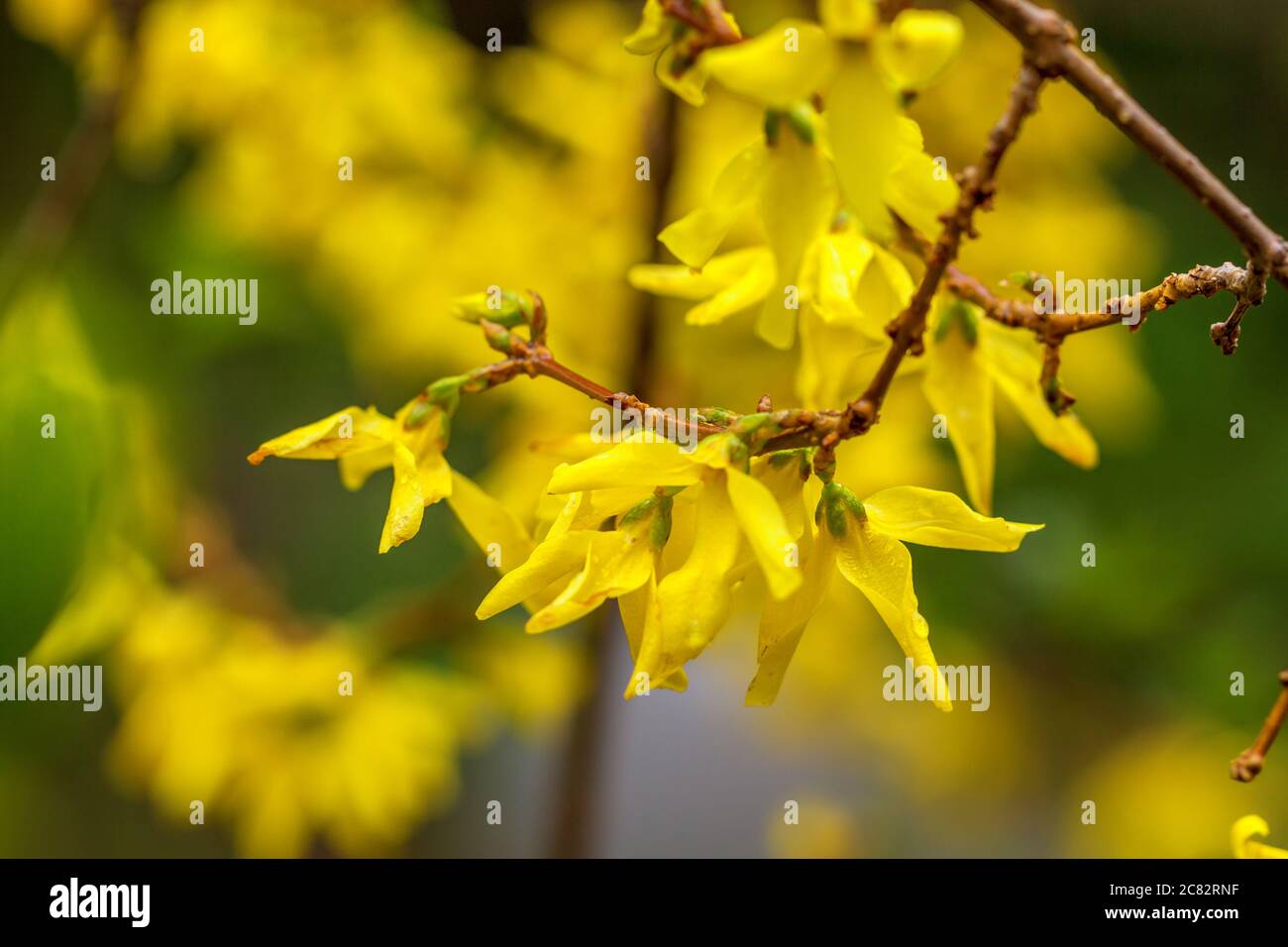 Spring yellow Forsythia europaea blossom in a sun rays on the blue sky ...