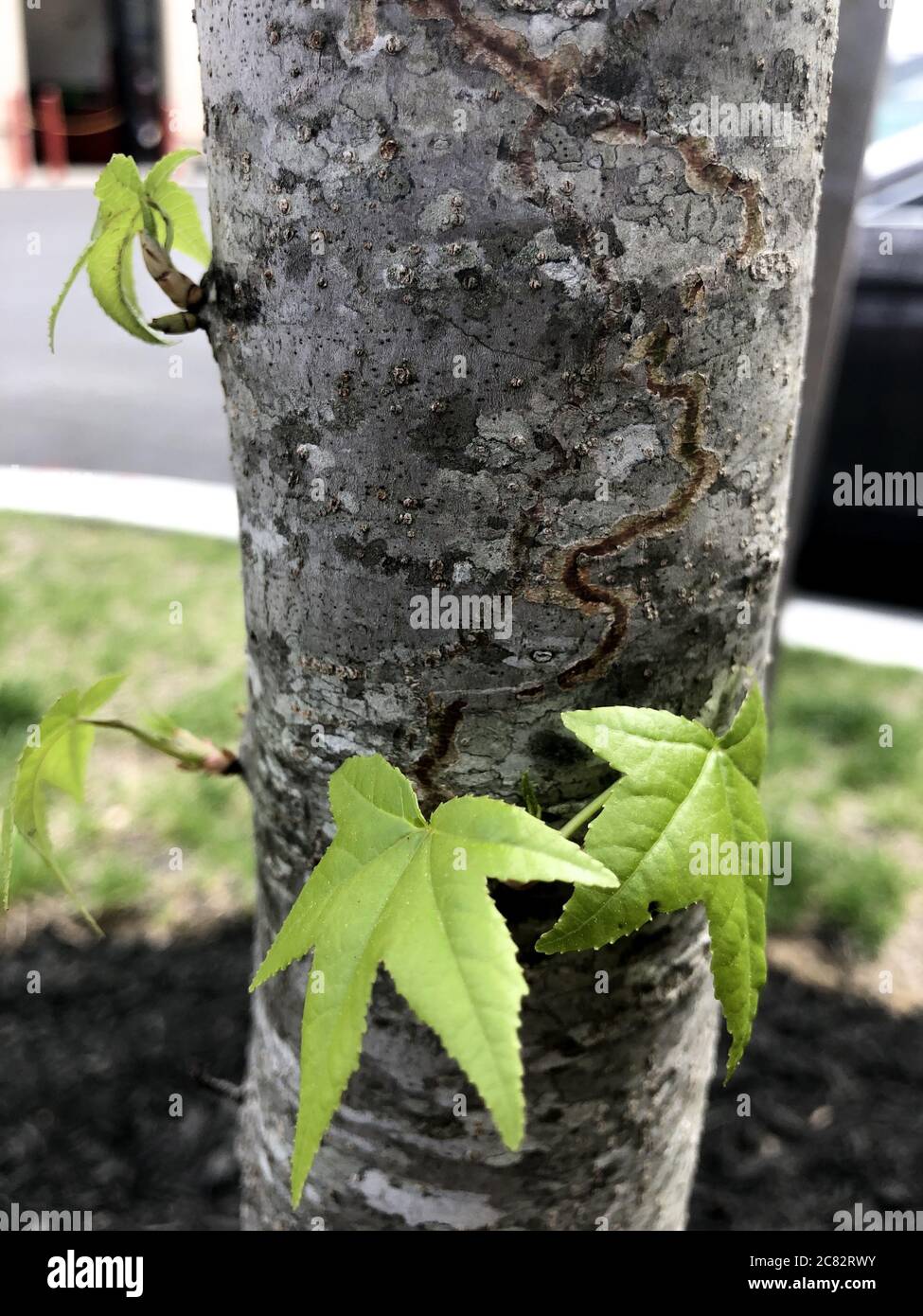 Vertical shot of young shoots on a tree trunk with a path of a tree ...