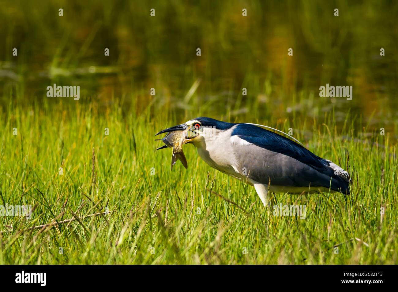Nature and bird. Night Heron. Green nature background. Bird: Black ...