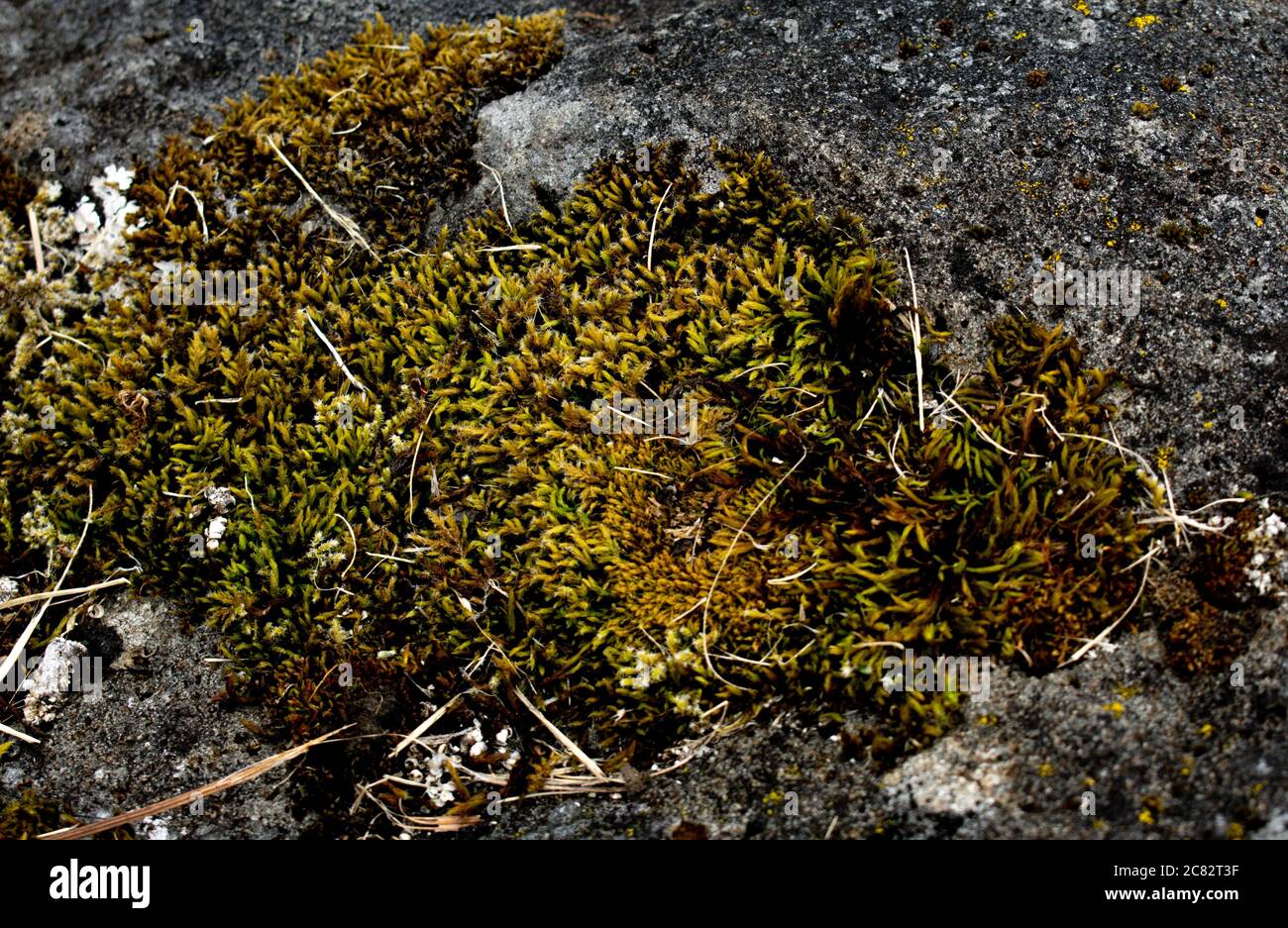 Overhead shot of moss growing on a rock Stock Photo - Alamy