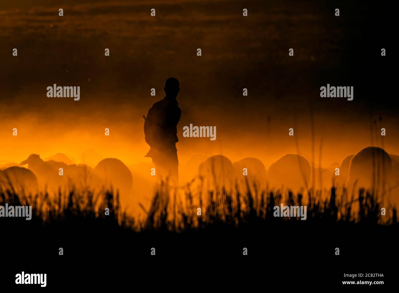 Sunset nature and shepherd. Sunset nature background. Sheeps and ...