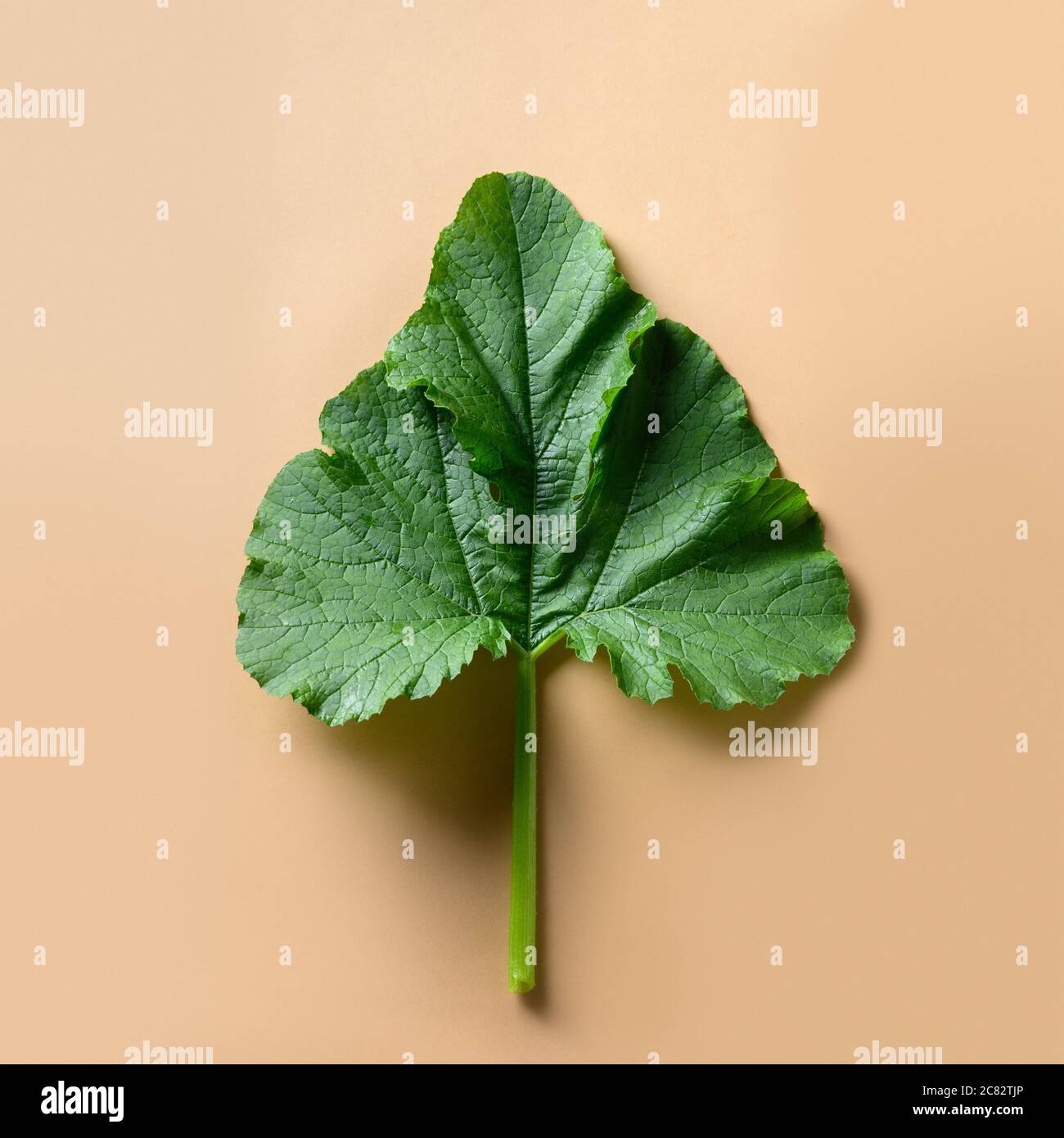 Green vegetable marrow leaf on beige. Mockup Stock Photo - Alamy