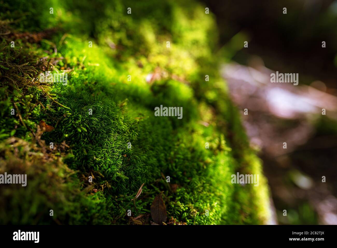 Background blooming forest moss hi-res stock photography and images - Alamy