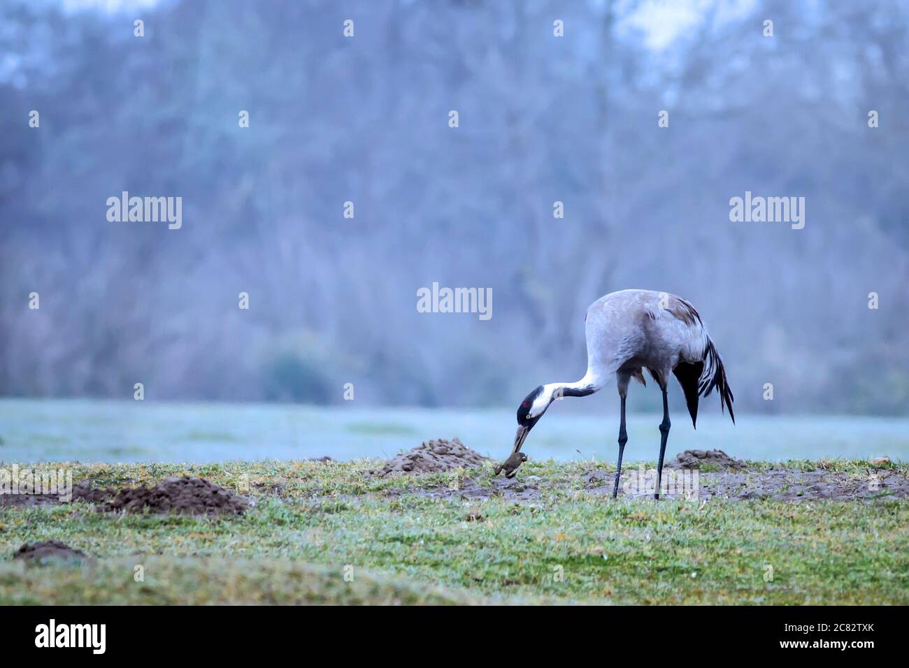 Crane. Nature habitat background. Bird: Common Crane. Grus grus Stock ...
