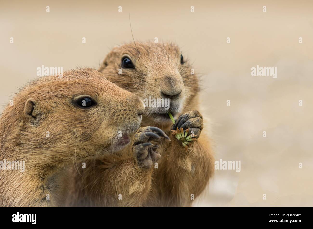 Prairie dog, Cynomys, tries to get snack from another Stock Photo - Alamy