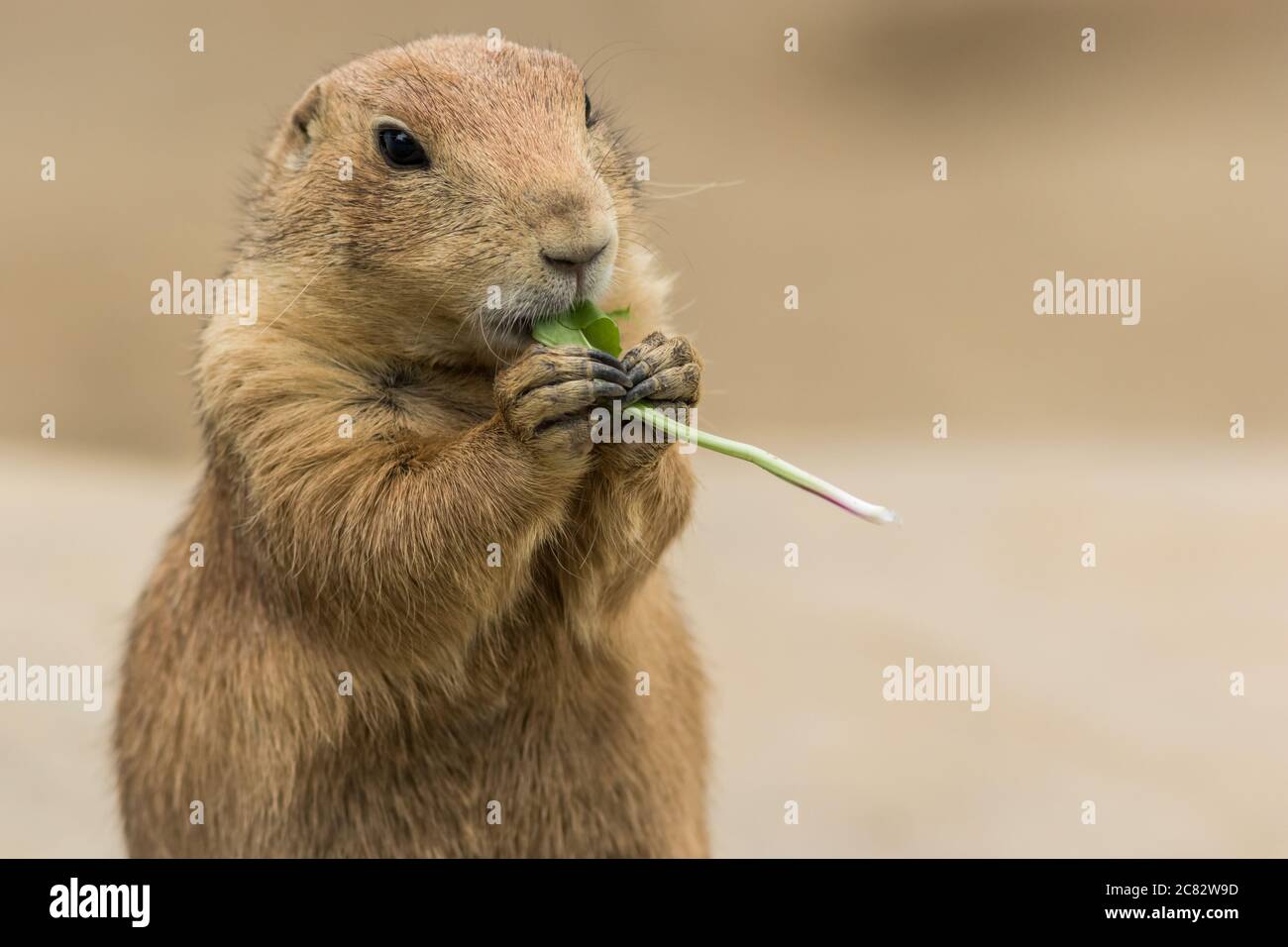 Prairie dog, Cynomys, eating a long green clover Stock Photo - Alamy