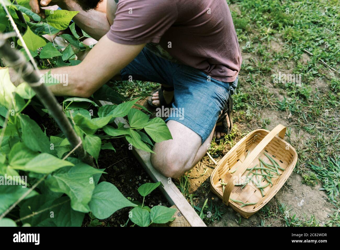 Happy bean plant hi-res stock photography and images - Alamy
