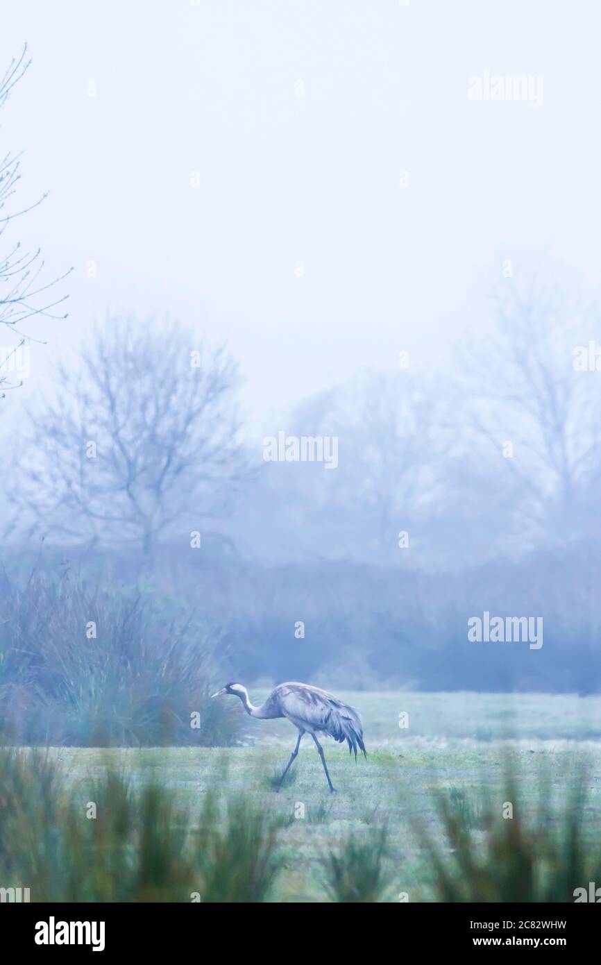 Crane. Nature habitat background. Bird: Common Crane. Grus grus Stock ...