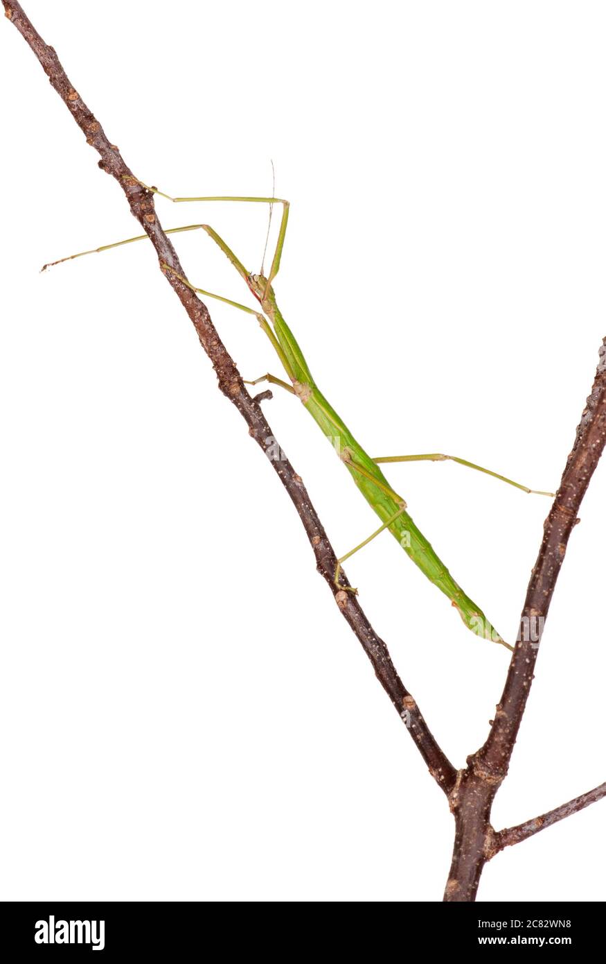 Walking stick insect on a twig Stock Photo - Alamy