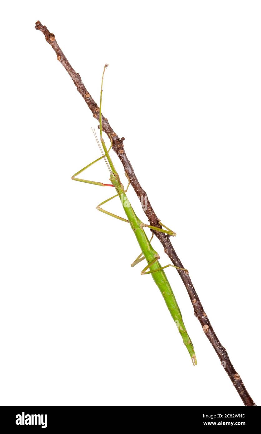 Walking on branch Cut Out Stock Images & Pictures - Alamy