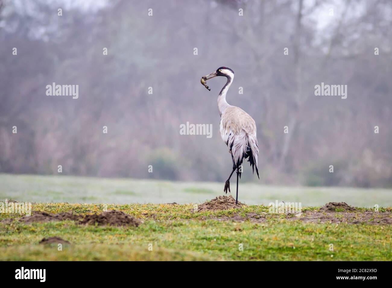 Crane. Nature habitat background. Bird: Common Crane. Grus grus Stock ...