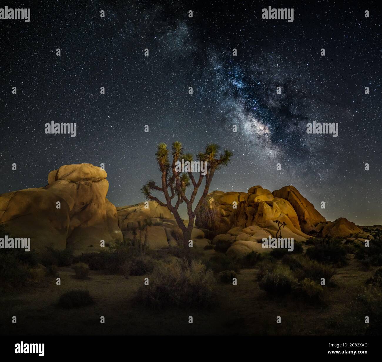 Joshua tree park under a starry night Stock Photo - Alamy