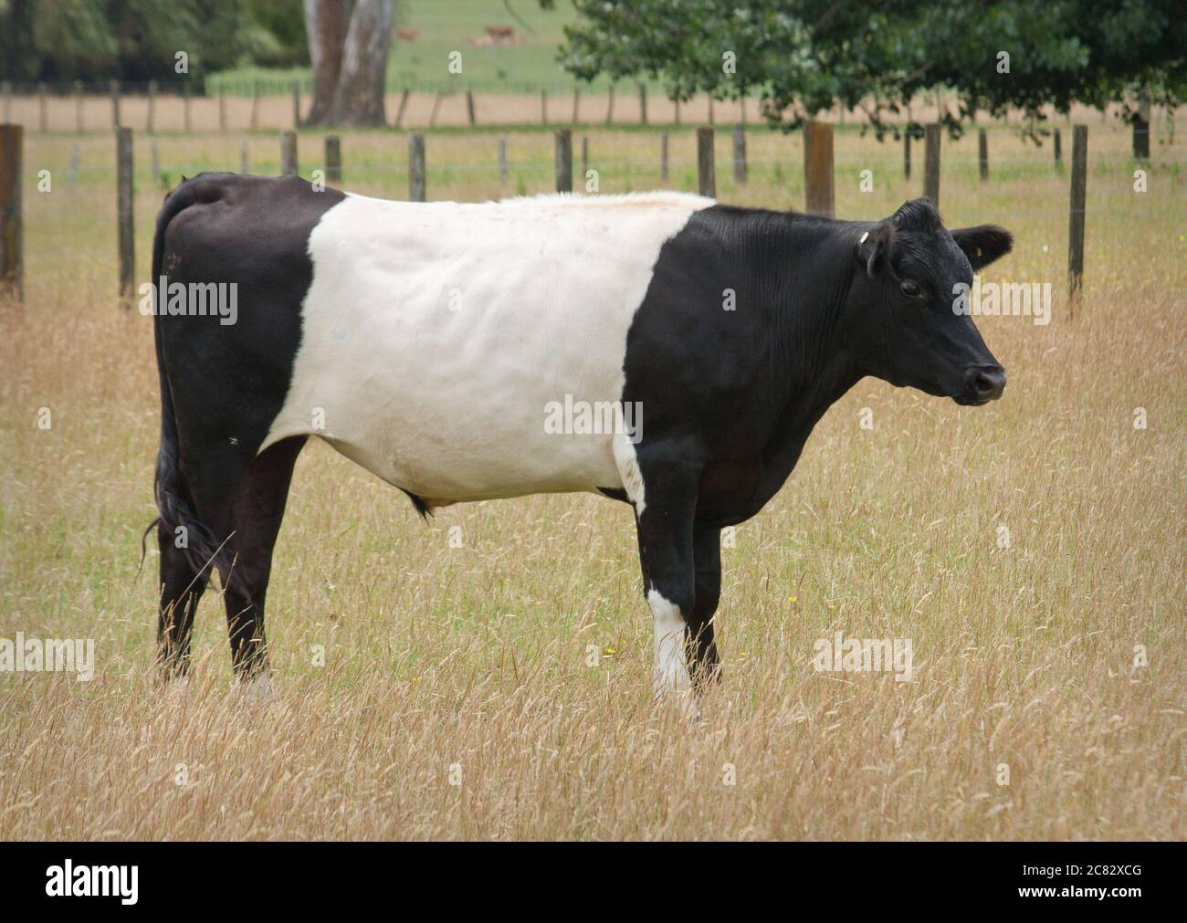 Belted galloway cow hi-res stock photography and images - Alamy