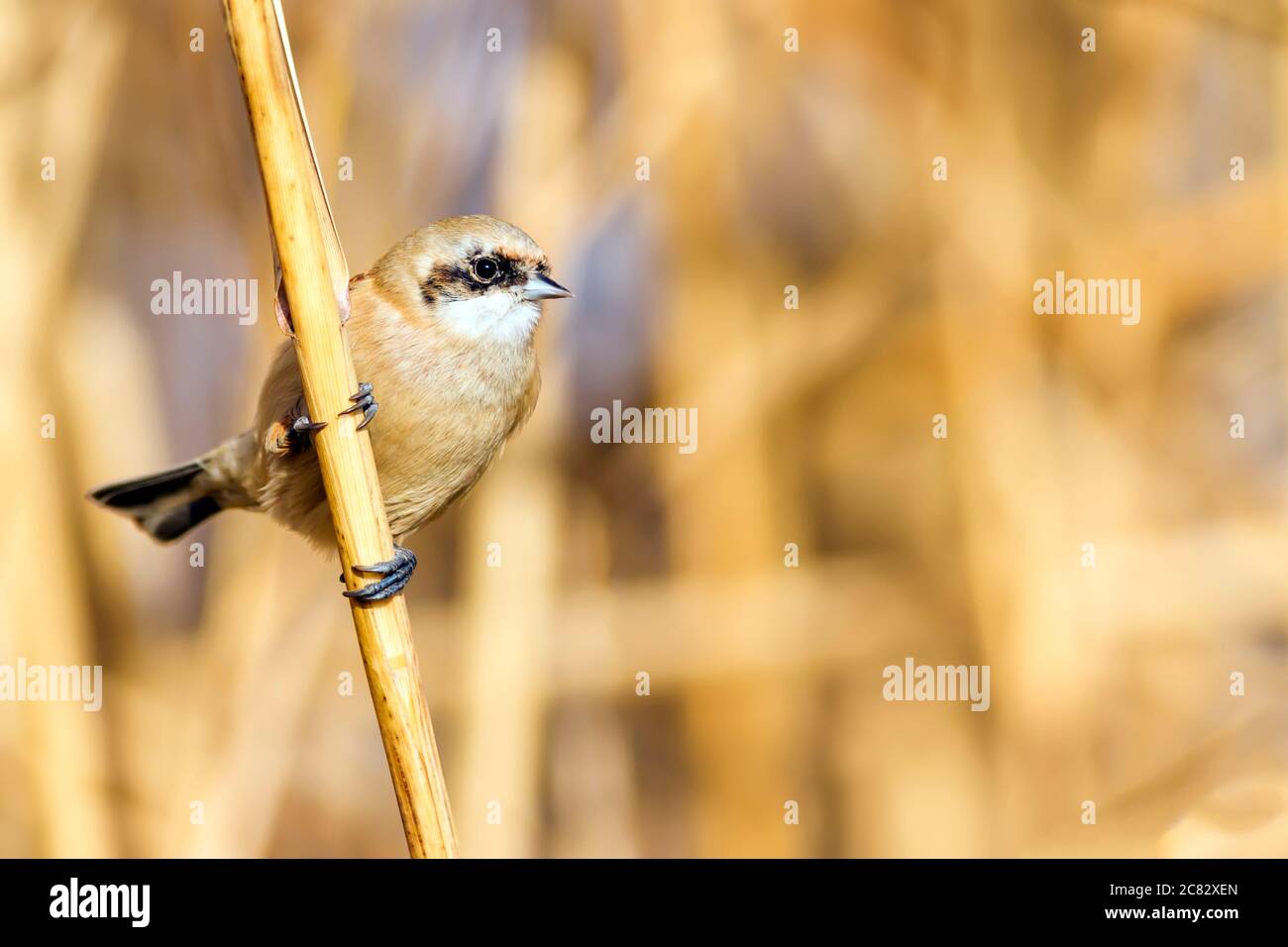 Cute bird. Bird on branch. Bird: Eurasian Penduline Tit. Remiz ...