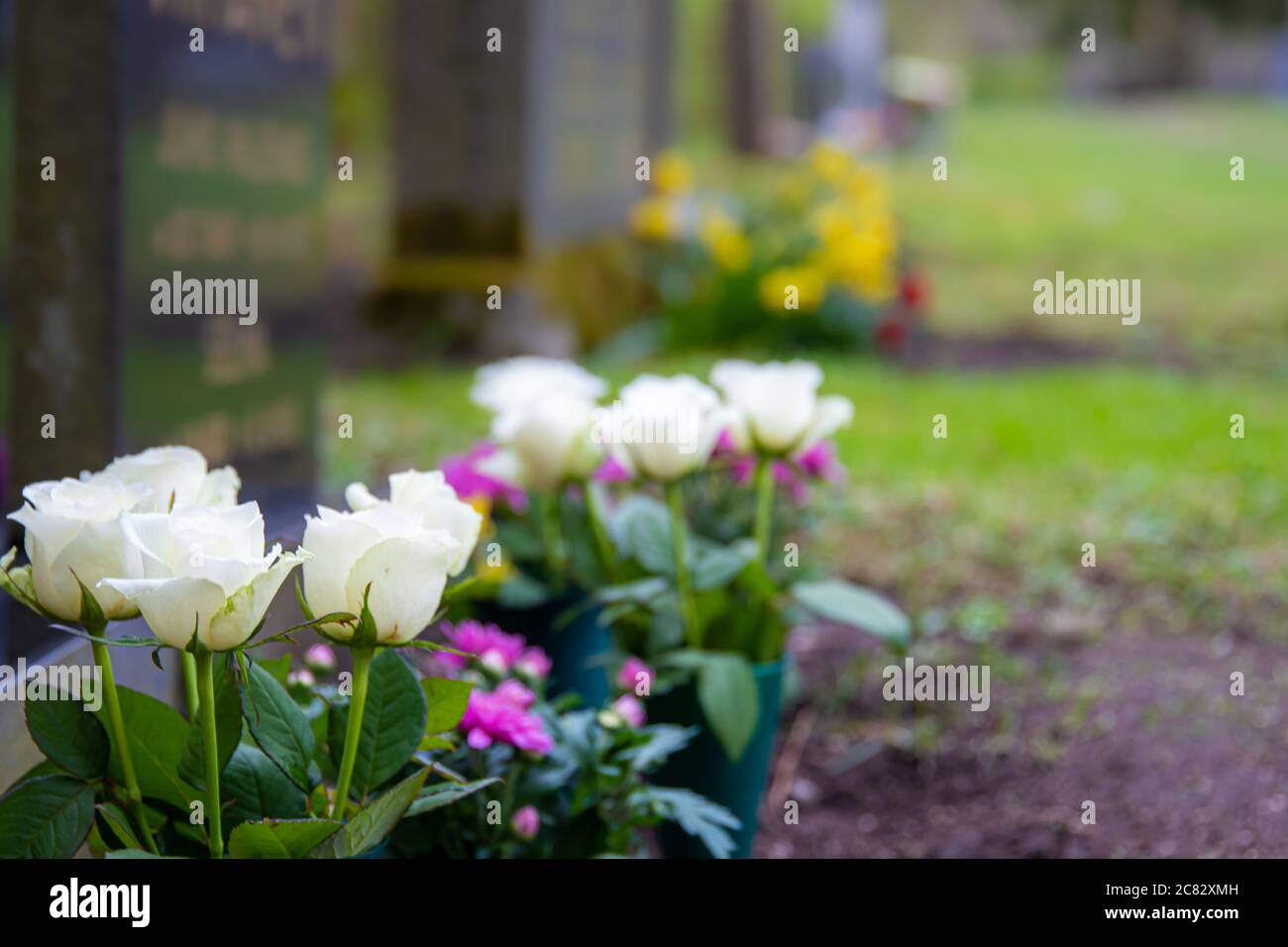 Soft focus of potted white roses at a garden with a blurry background ...