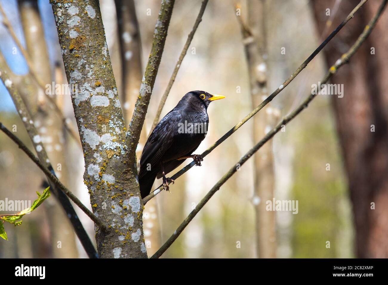Soft focus of a common blackbird perched on a tree branch in the woods ...