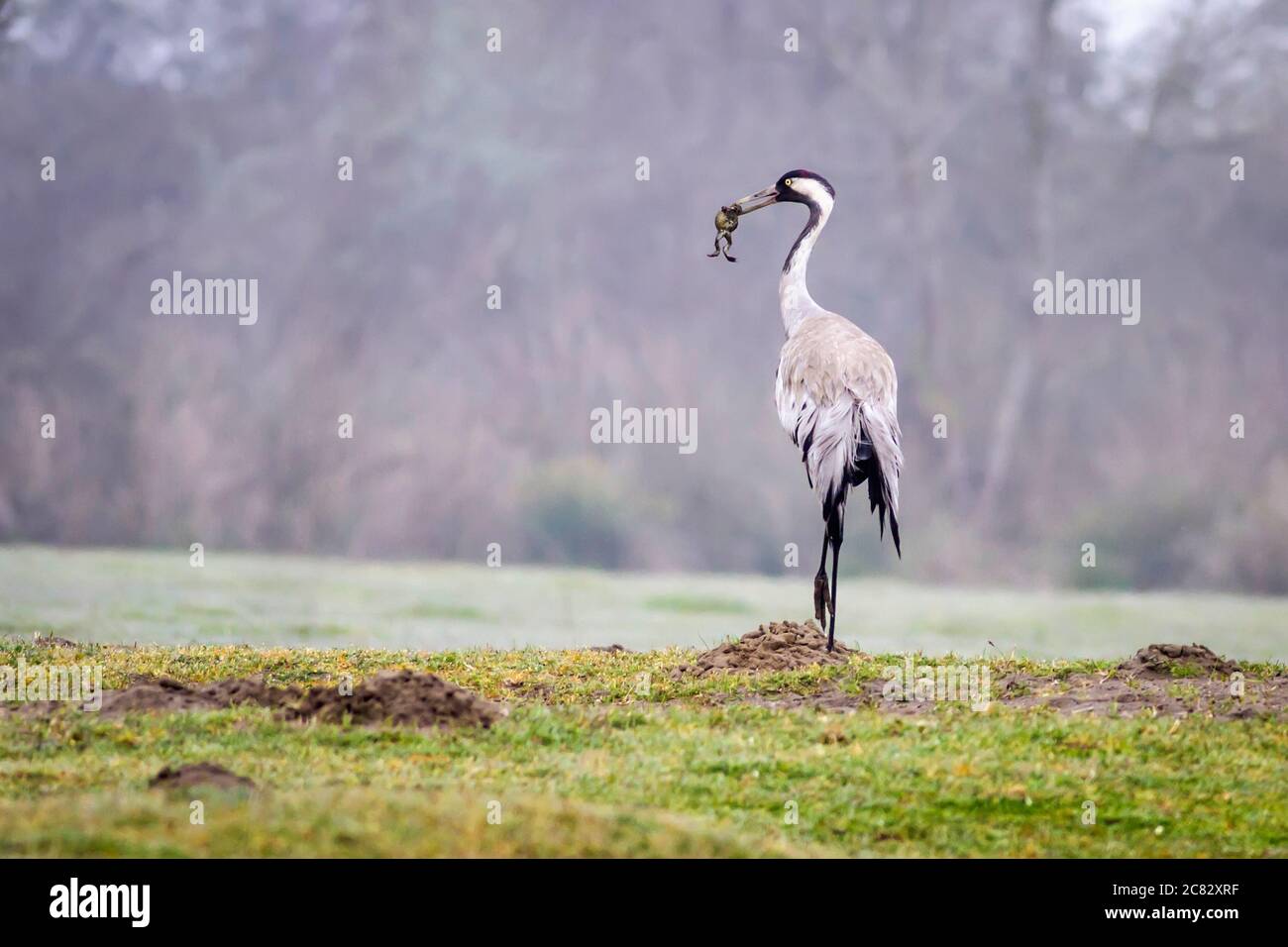 Crane. Nature habitat background. Bird: Common Crane. Grus grus Stock ...