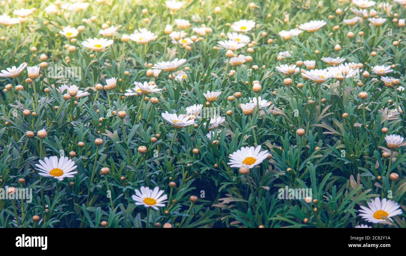 Soft focus of a field of daisies with full bloomed flowers and buds - a ...