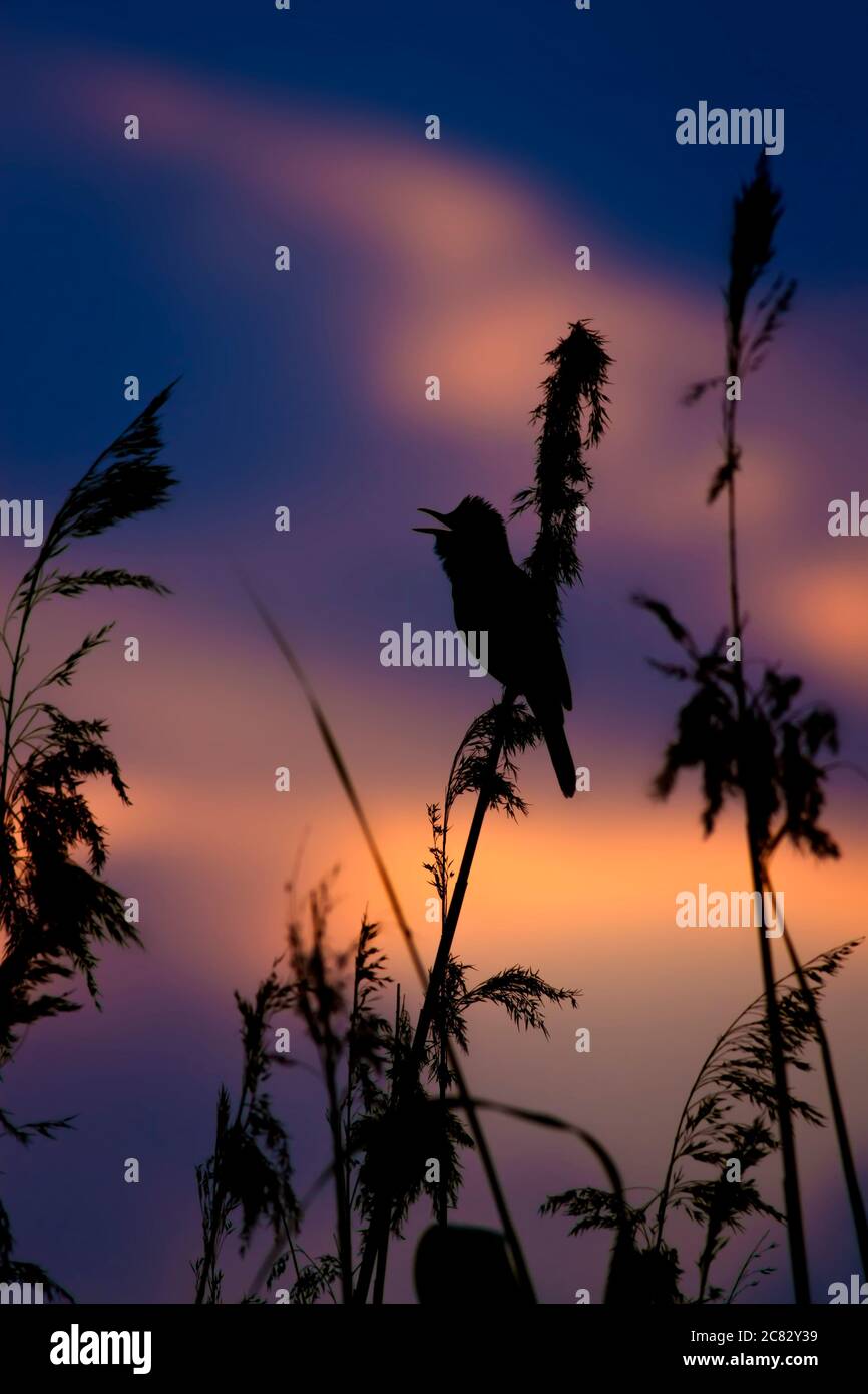 Sunset nature and birds. Sunset colors background Stock Photo - Alamy