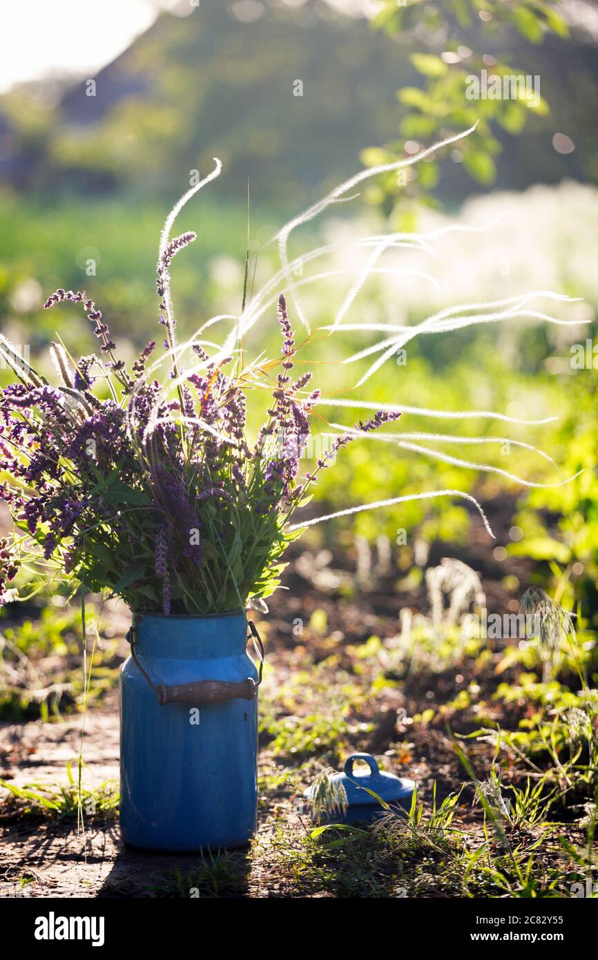 still life - Milk churn with wild flowers salvia in the garden ...