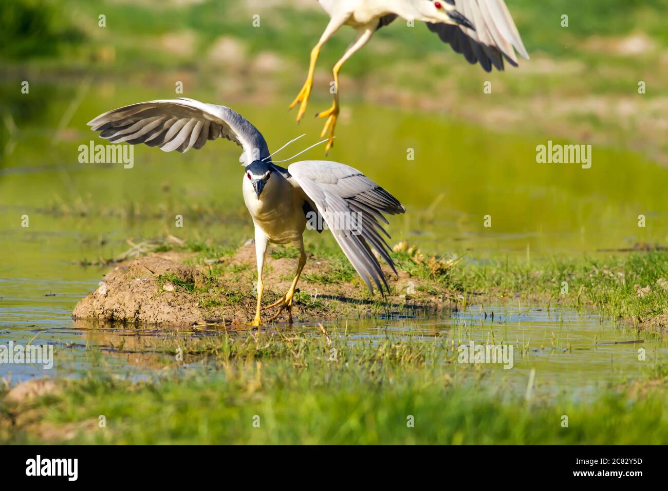 Nature and bird. Night Heron. Green nature background. Bird: Black ...