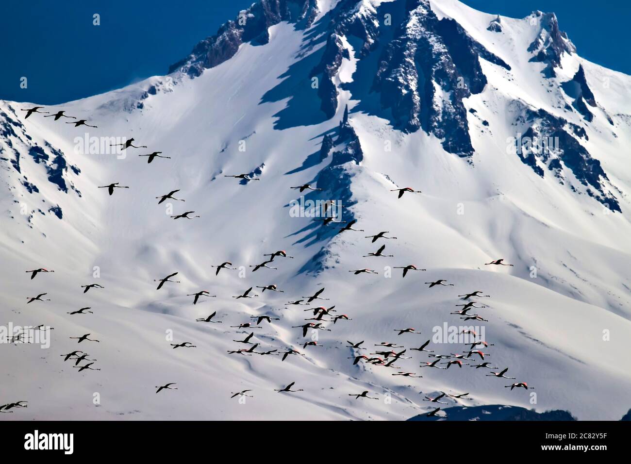 Winter Snow Cold Flamingo Flamingos High Resolution Stock Photography ...