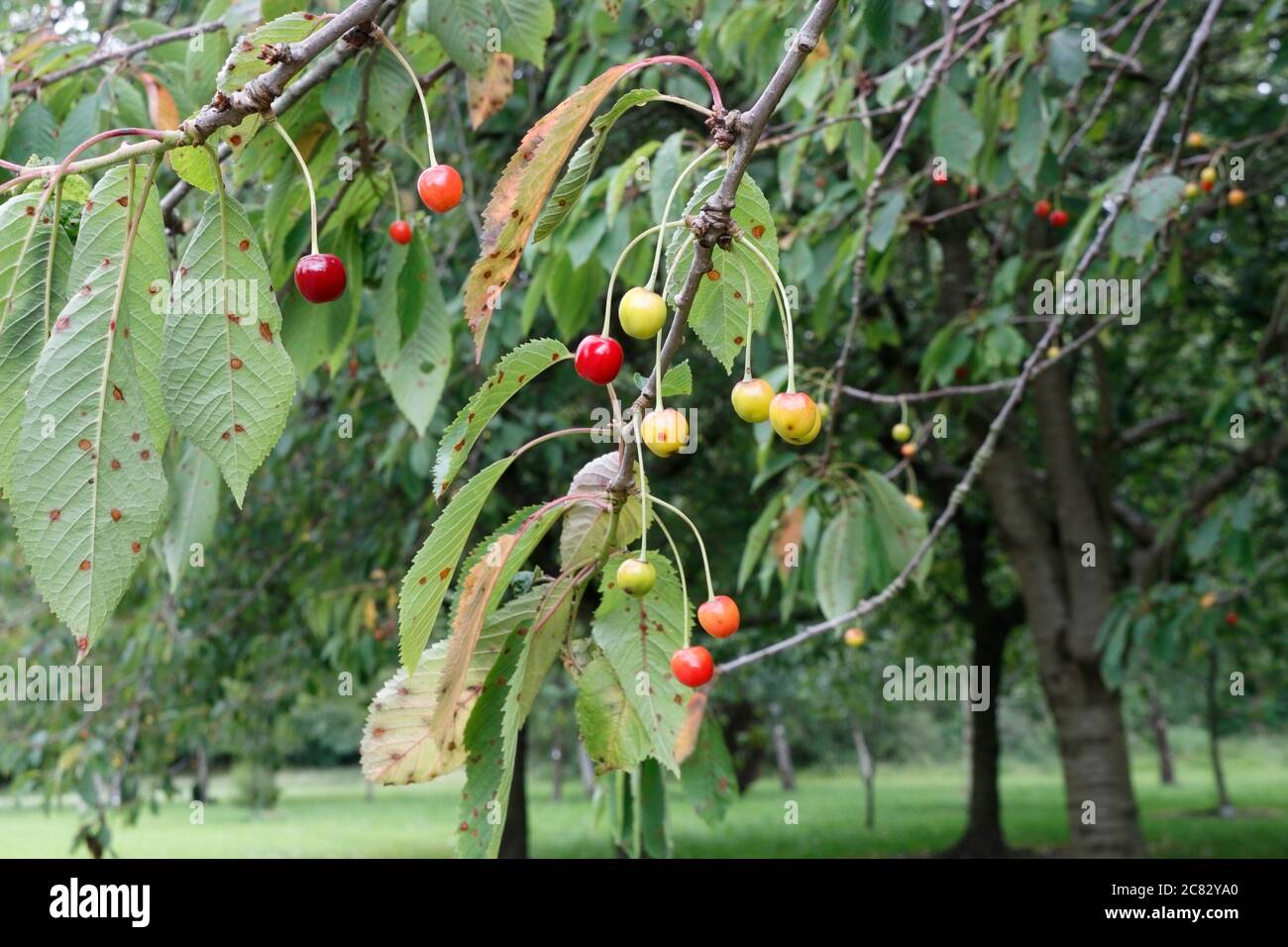 Dangling cherries hi-res stock photography and images - Alamy