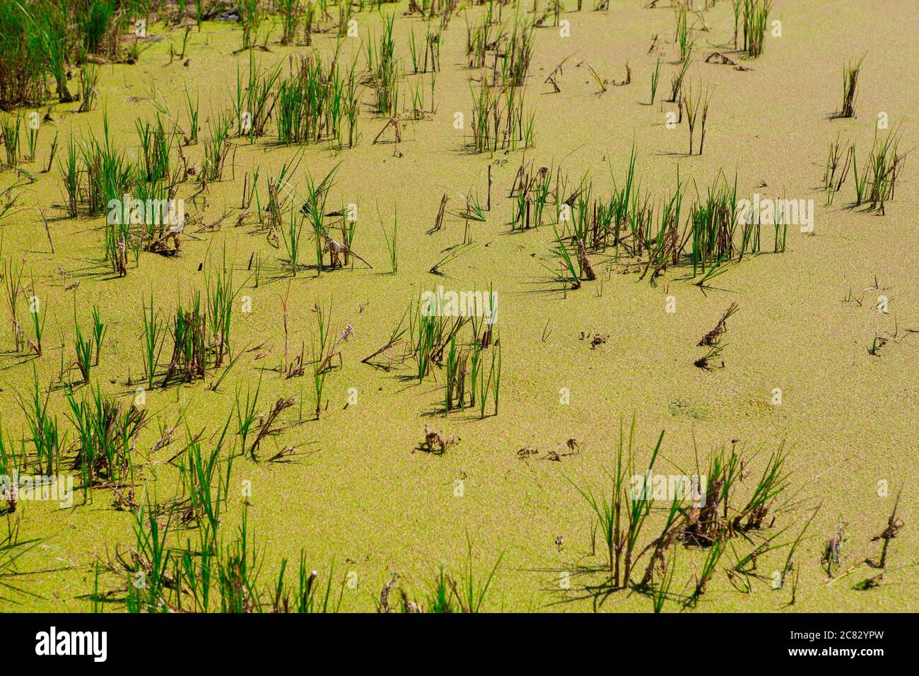 Algae garden path hi-res stock photography and images - Alamy