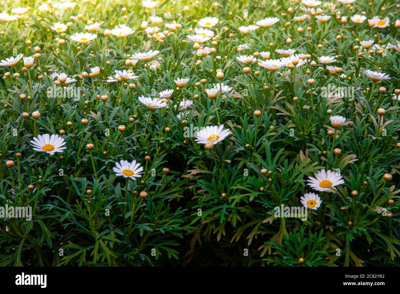 Field of beautiful daisy flowers under the sunlight Stock Photo - Alamy