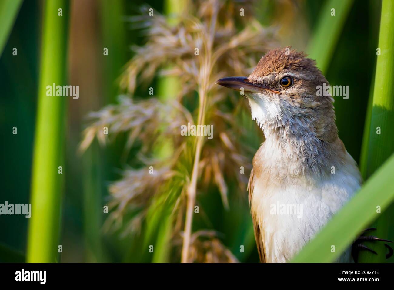 Nature and birds. Bird on branch. Nature background Stock Photo - Alamy