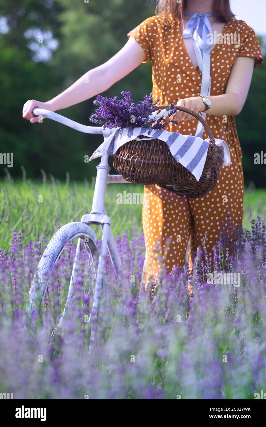Provence - girl with a retro bicycle and a basket of lavender in a ...