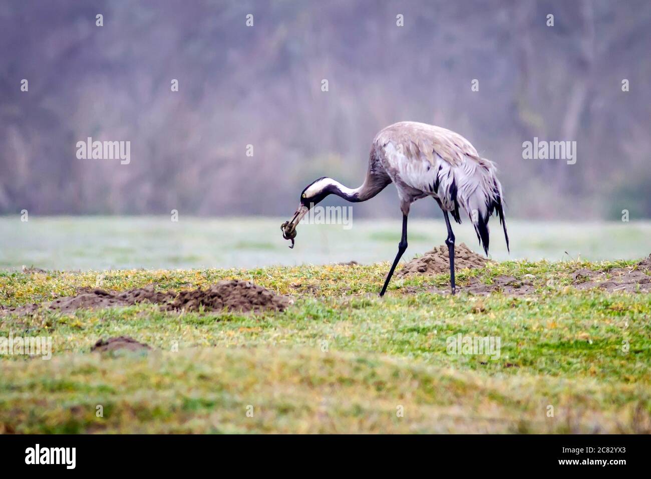 Crane. Nature habitat background. Bird: Common Crane. Grus grus Stock ...