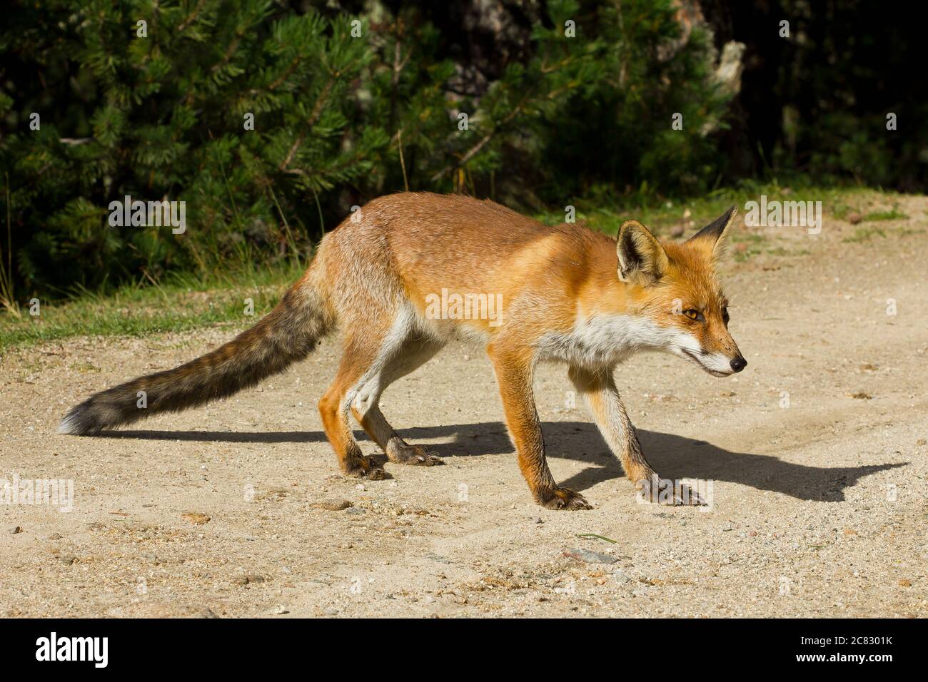 brown fox on a dirt path with an intense look on his face Stock Photo ...