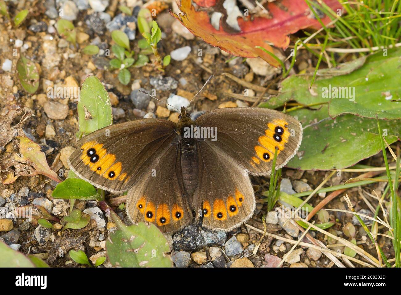Closeup of a brown butterfly with yellow spots perched on the ground ...